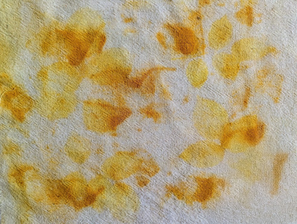 Sun Printing with Turmeric – Sue Lewis Art